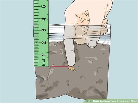 How To Grow Pear Trees From Seed With Pictures WikiHow