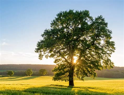 Гората бг Голямото е в малките ни дни понякога съвсем