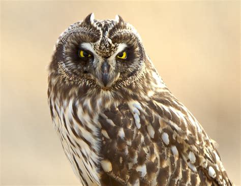 The Short Eared Owl Another Winter Visitor — Northern Virginia Bird