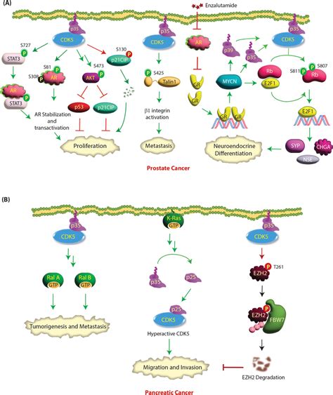 A Cdk5 Facilitates Highly Oncogenic Phenotypes In Prostate Cancer Download Scientific