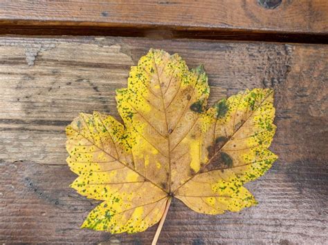 Yellow Sycamore Maple Leaf In Autumn Acer Pseudoplatanus Leaf Stock