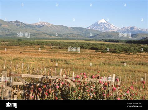 Volcan Lanín In Early Morning With Fields Of Flowers And Tall Grass In
