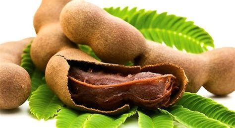 Benefits To Human Health Tamarind Health And Stuff
