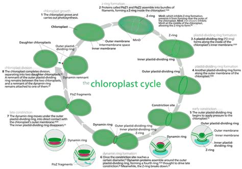 Chloroplast Definition Characteristics Structure Location Functions And Diagram Biology