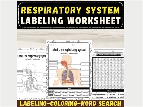 Label The Human Respiratory System Anatomy End Of The Year Activities