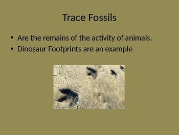 Four Types Of Fossils Powerpoint By The Babe Scientists TpT