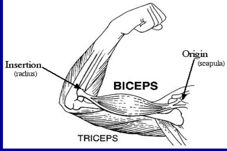 Origin Insertion Action Flashcards Quizlet