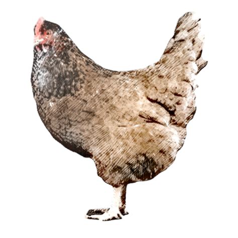 Olive Egger Townline Hatchery