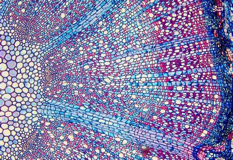 تصاویر خارق العاده از دنیا با لنز میکروسکوپی