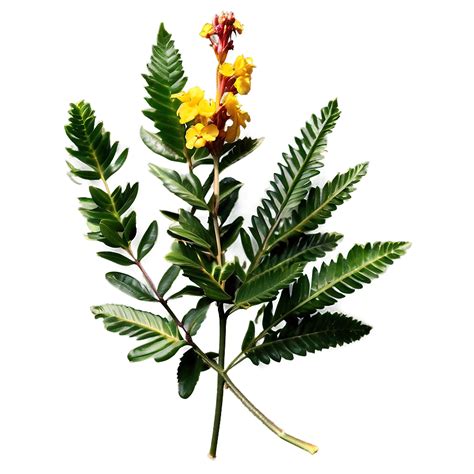 Download Native Shrub Png Eoh Wallpapers Com