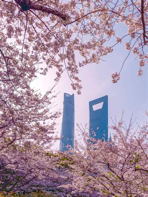 Where To Enjoy Spring Cherry Blossoms In Shanghai City News Service