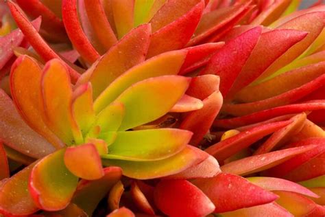 31 Of The Best Sedum Varieties Gardeners Path