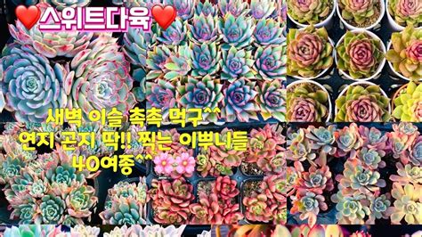 10월 17일💖새벽이슬 만땅💖 이슬에 취해 이뻐지는 스위트아가들다육 다육이 다육식물 다육이키우기 스위트다육 Succulent Youtube
