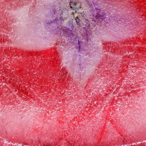 Plants Frozen Within A Block Of Ice Stock Image Image Of Concept Color 381556847