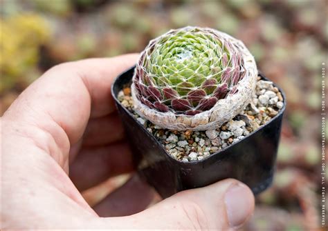 A Succulent Nursery In The Gold Country