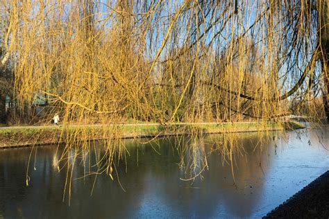 무료 이미지 반사 겨울 윤곽 빛 맑은 하늘 얼음 자연 경관 목재 작은 가지 트렁크 호수 수경 평원 경치 하천의 하천 지형 수변 지역 대칭