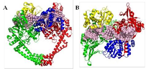 A Front View Of Staphylococcus Aureus Dna Gyrase Pdb Id 6qx2 [13
