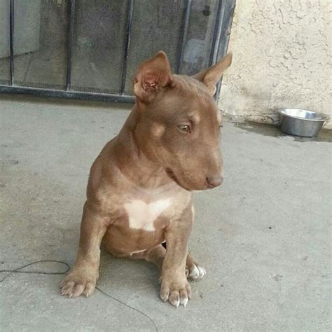 Tan Bull Terrier Sitting Next To A Building