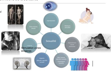 Sexualité Fonction sexuelle modèle de la réponse sexuelle Karteikarten Quizlet