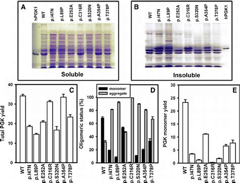 Expression Analyses Of Wt And Mutant Human Phosphoglycerate Kinase 1 Download Scientific