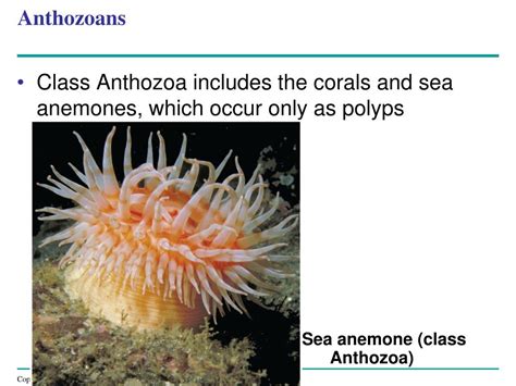 Ppt Chapter 33 Powerpoint Presentation Free Download Id6952522