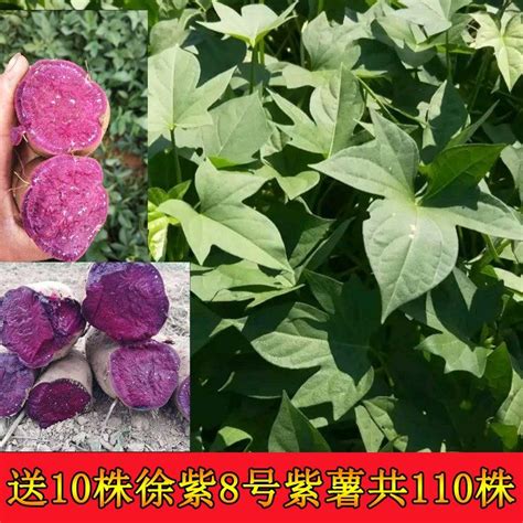 紫薯叶子图片大全野生紫薯图片 伤感说说吧