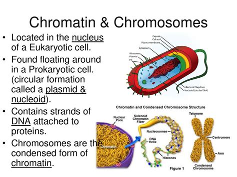 Cell Structure And Function Ppt Download