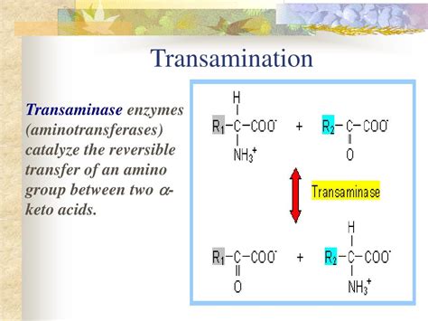 Ppt Chapter 7 Catabolism Of Proteins Powerpoint Presentation Free