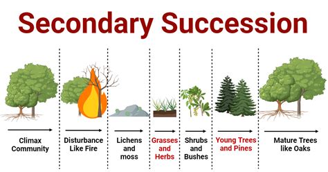 Secondary Succession Stages Examples Importance