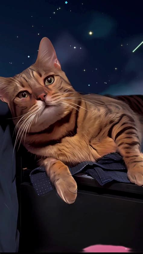 the color code understanding your cat s personality through their fur