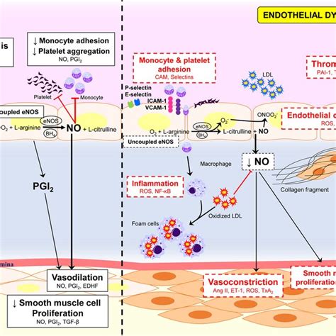 The Comparison Of A Normal And Dysfunctional Endothelium Endothelial Download Scientific