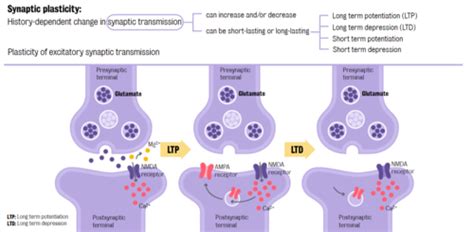 Week 4 Topic 1 Learning Memory And Synaptic Plasticity Flashcards Quizlet