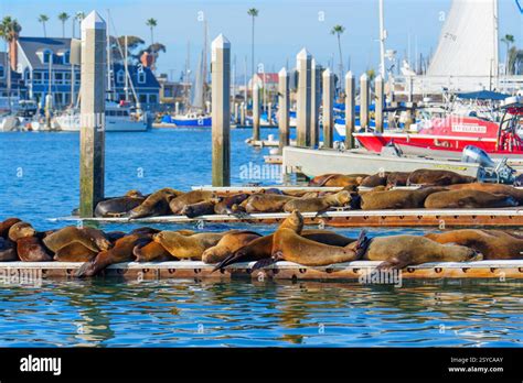 Large Group Of Sea Lions Lounging Together On The Docks At Oceanside