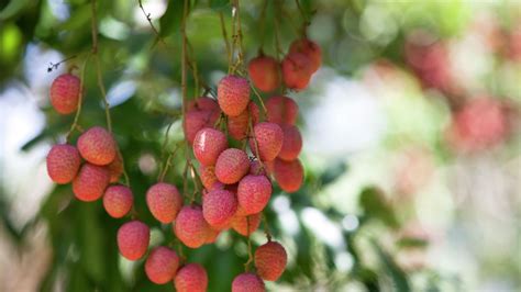 How To Grow A Lychee Tree Bunnings Australia