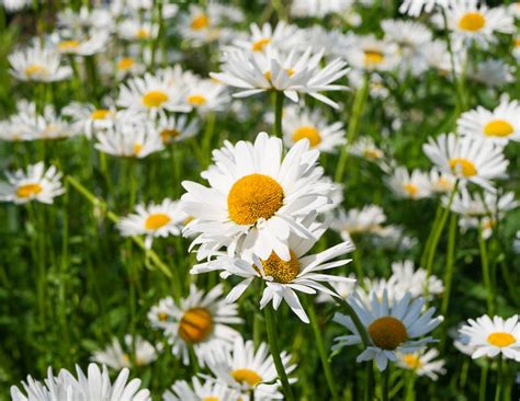 Leucanthemum Vulgare 국화과 꽃 꽃 무늬 꽃 피는 식물 꽃밭 꽃이 피는 꽃잎 꽃잎이 빛난다 녹지