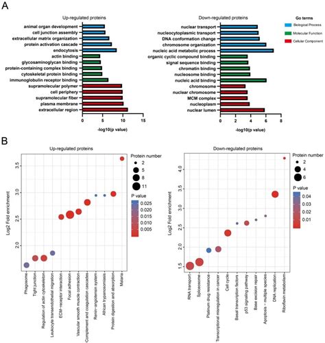 Multiple Biological Processessignaling Pathways Might Be Involved In