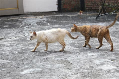 除體內寄生蟲滴劑 造福動物之家貓咪 社團法人中華民國保護動物協會