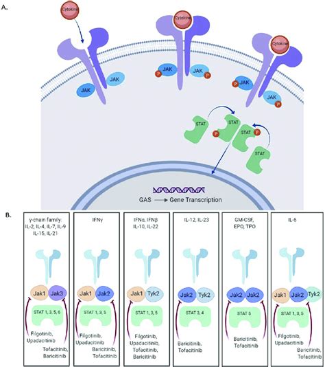 Frontiers Jak Stat Pathway Extracellular Signals 41 Off