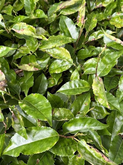 Need Help Identifying Leaf Damage Rplantclinic