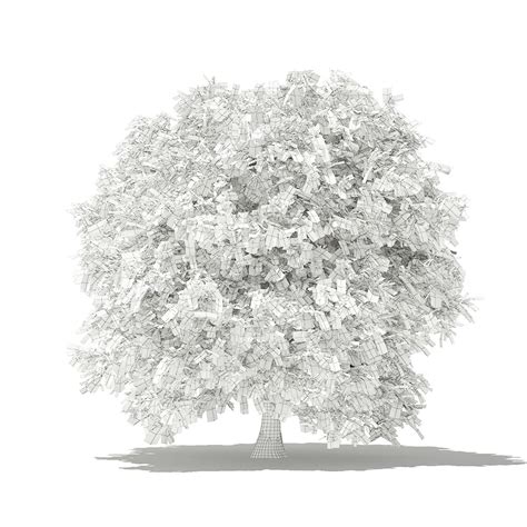 Pomelo Tree 2 4m 3d Model Download Trees On
