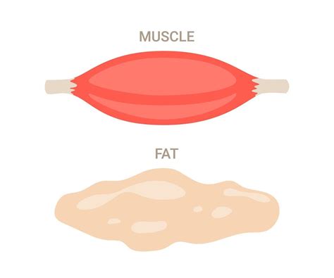Muscle And Fat Composition Weight Body Mass Fiber Part Body Human And