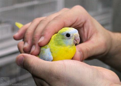 Turquoisine Grass Parakeet