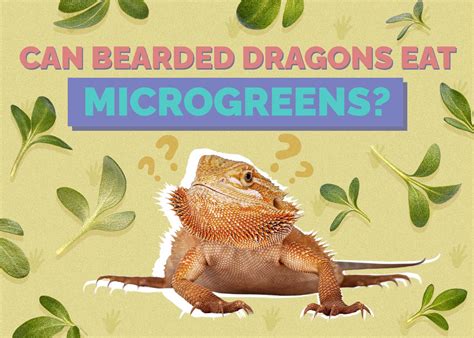 Can Bearded Dragons Eat Microgreens Vet Approved Nutrition Facts