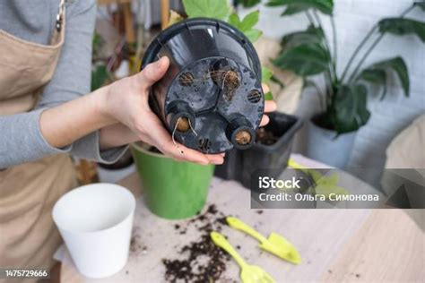 집에 화분에 심은 식물의 흙 덩어리는 뿌리와 얽혀 있으며 식물은 화분을 능가했습니다 식물 재 이식의 필요성 가정 식물 뿌리 줄기