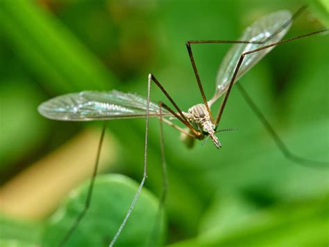 What Do Mosquito Hawks Eat Diet And Facts