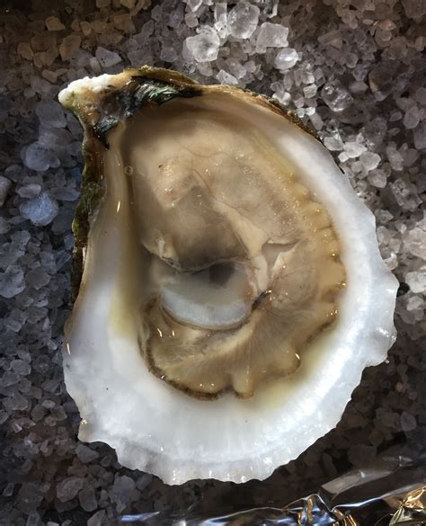 100 count Cotuit Oysters (NOT SHUCKED)-34