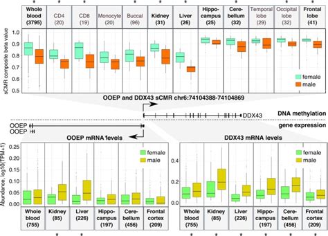 Autosomal Sex Associated Co Methylated Regions Predict Biological Sex From Dna Methylation Pmc