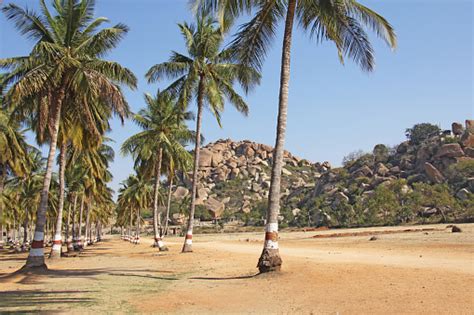 아름 다운 팜 그로브 또는 숲입니다 Hampi 인도의 마에서 그린 팜 그로브 태양과 푸른 하늘 화강암의 큰 돌 산입니다 열 대 이국적인 풍경이 나 배경 0명에 대한 스톡