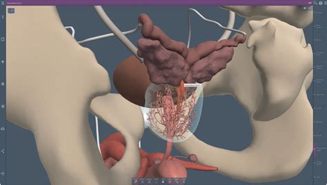 Community College Babe Perceptions Of Digital Anatomy Models As A Curricular Resource
