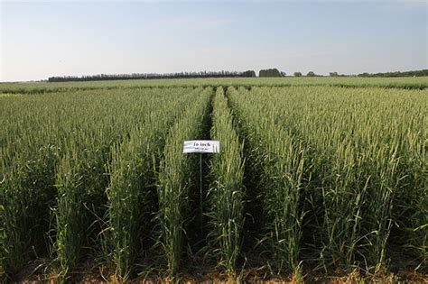 Wide Row Spacing And Nitrogen Rate In Wheat Top Crop Managertop Crop